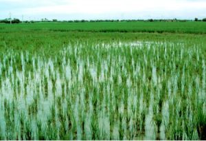 Mengatasi Asem-aseman pada Tanaman Padi - Solusi Pertanian