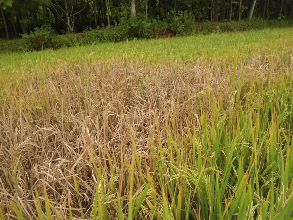 Mengatasi Hama Wereng pada Tanaman Padi - Solusi Pertanian